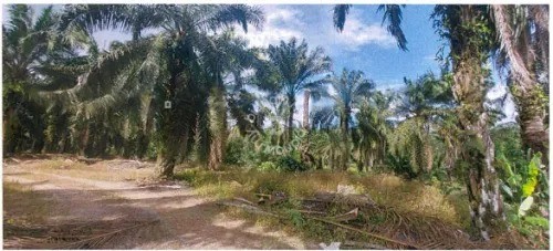 Off Jalan Pulapol, Batu Anam, 85100 Segamat, Johor